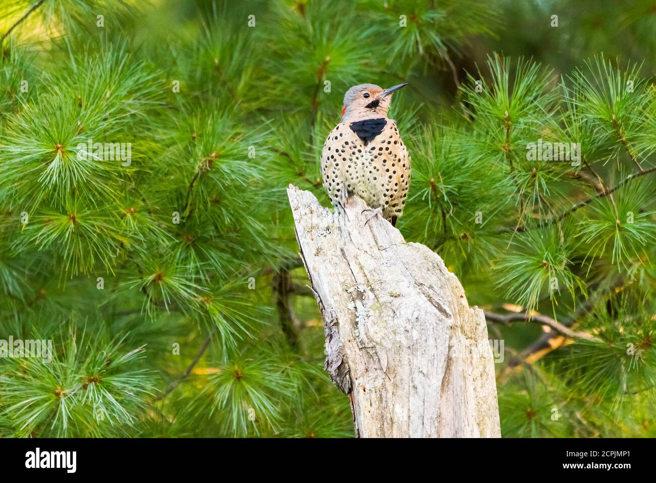 Male Yellow-shafted Northern Flicker on a tree Stock Photo - Alamy