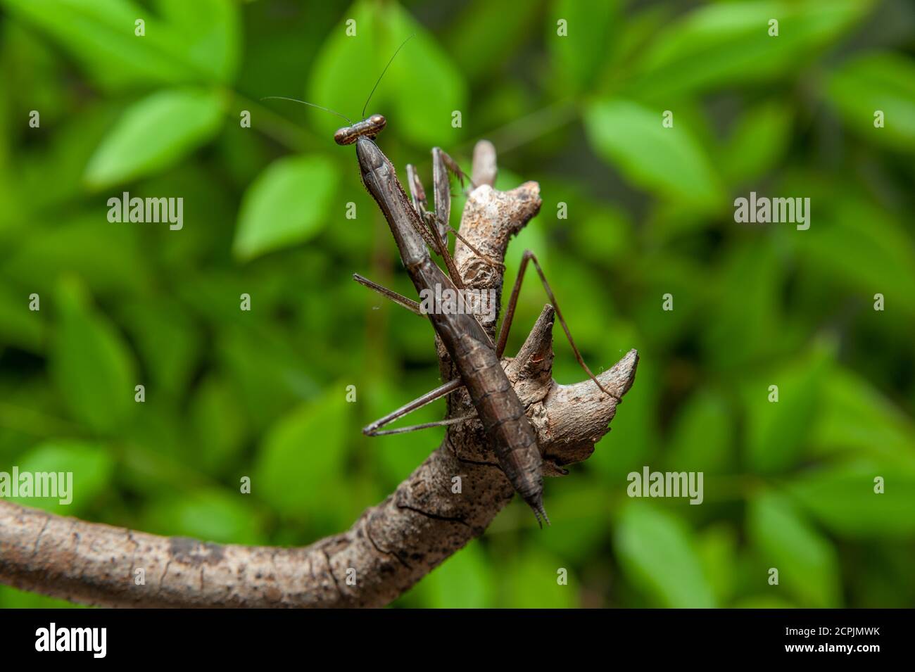 Chinese mantis (Tenodera sinensis) - Praying Mantis on branch. Green ...