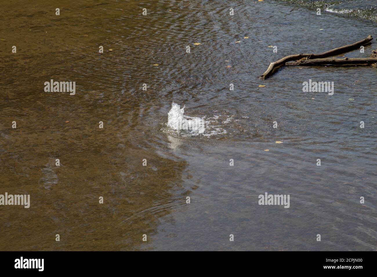 Gushing up water hi-res stock photography and images - Alamy