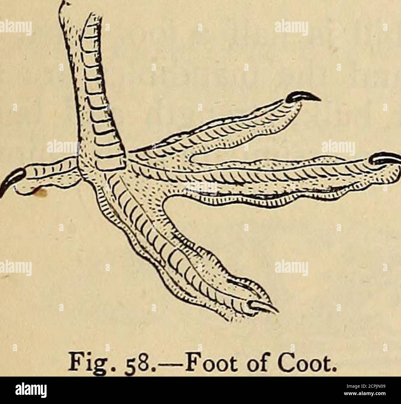 Cassowary feet hi-res stock photography and images - Alamy