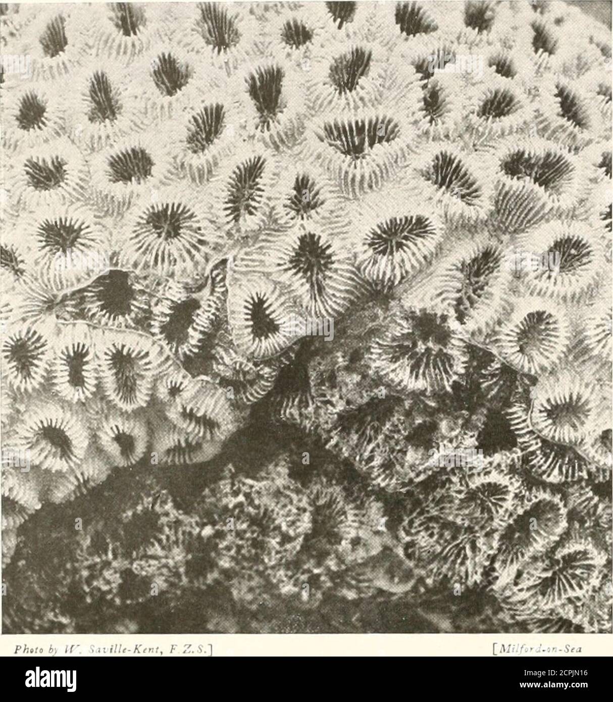 Simple Life Forms High Resolution Stock Photography and Images - Alamy