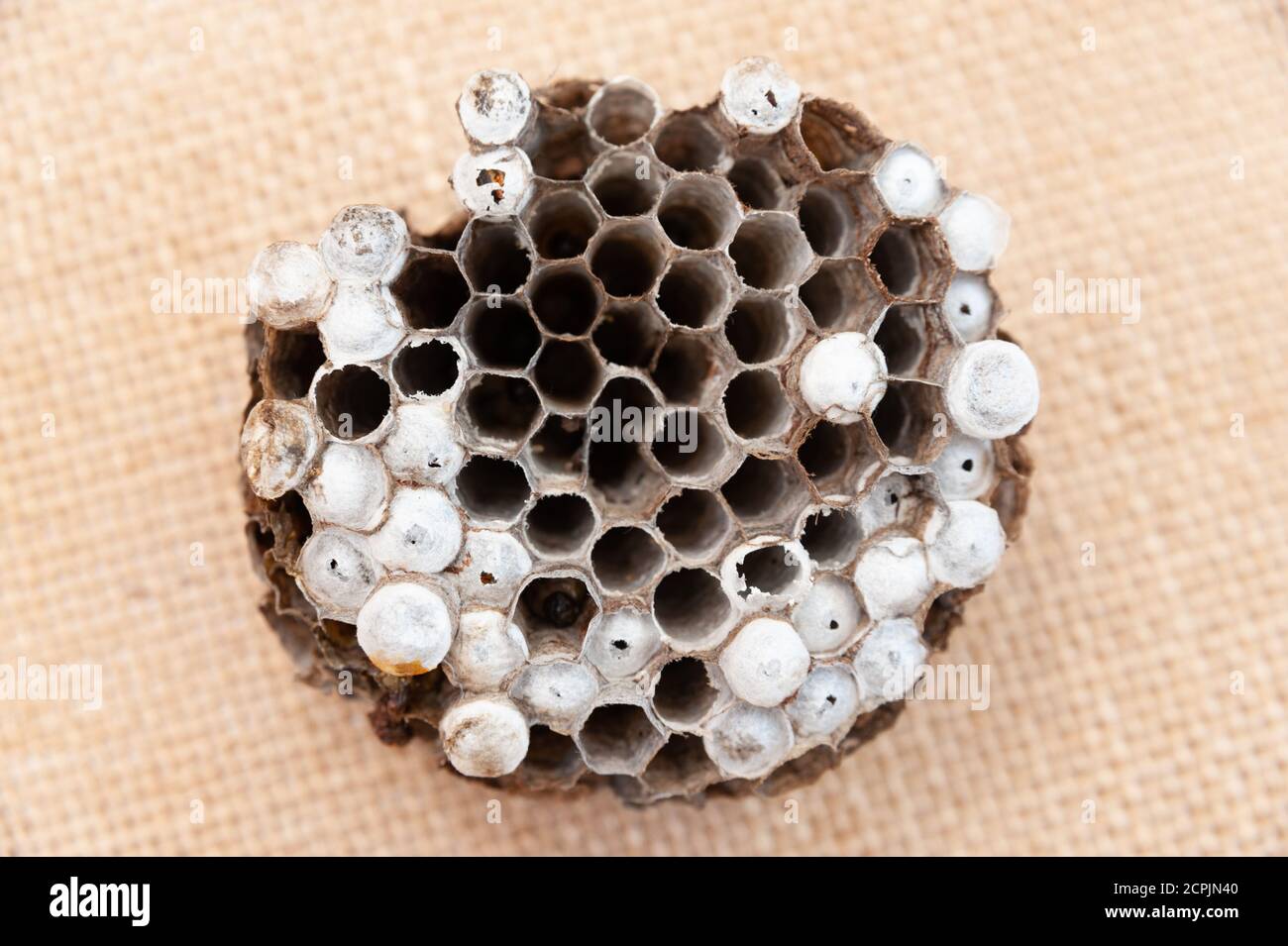 Wasp nest with larvae isolated on jute background - Asian giant hornet ...
