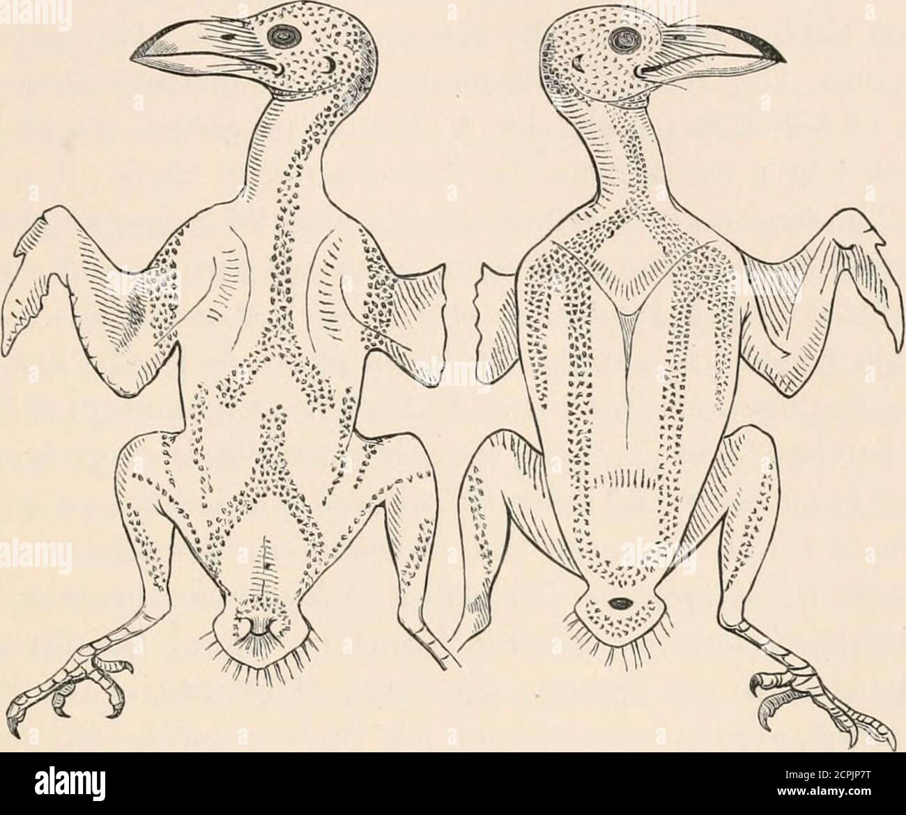 . The structure and classification of birds . ter branch. This soon ...
