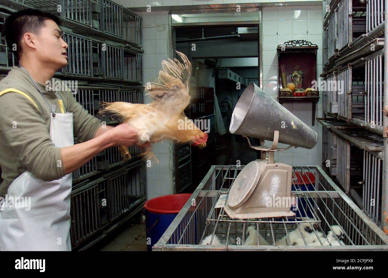 Process of mutating hi-res stock photography and images - Alamy