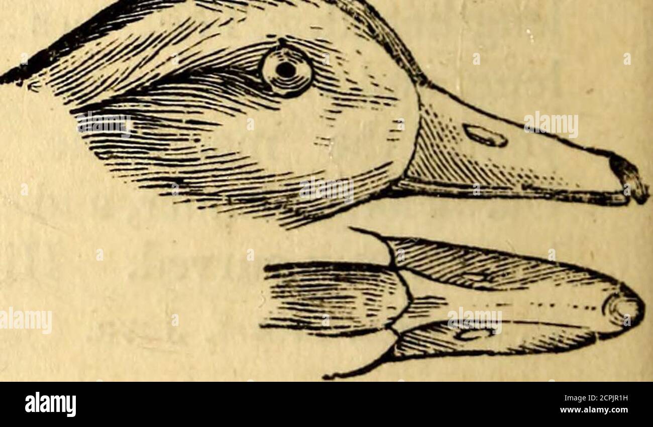 . On the natural history and classification of birds . Subfam. ANATINiE ...