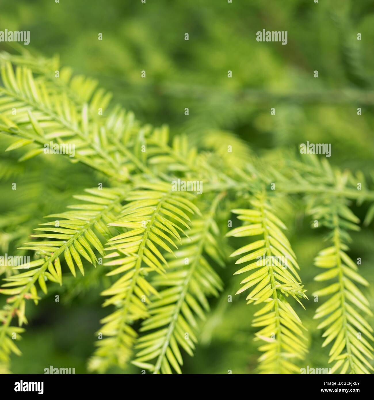Tree branches Sequoia sempervirens Stock Photo - Alamy