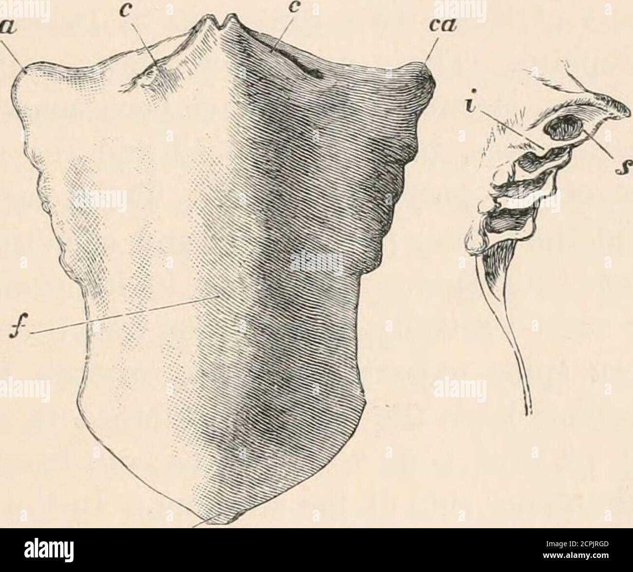 . The structure and classification of birds . ,-coracoid ; cl, x ...