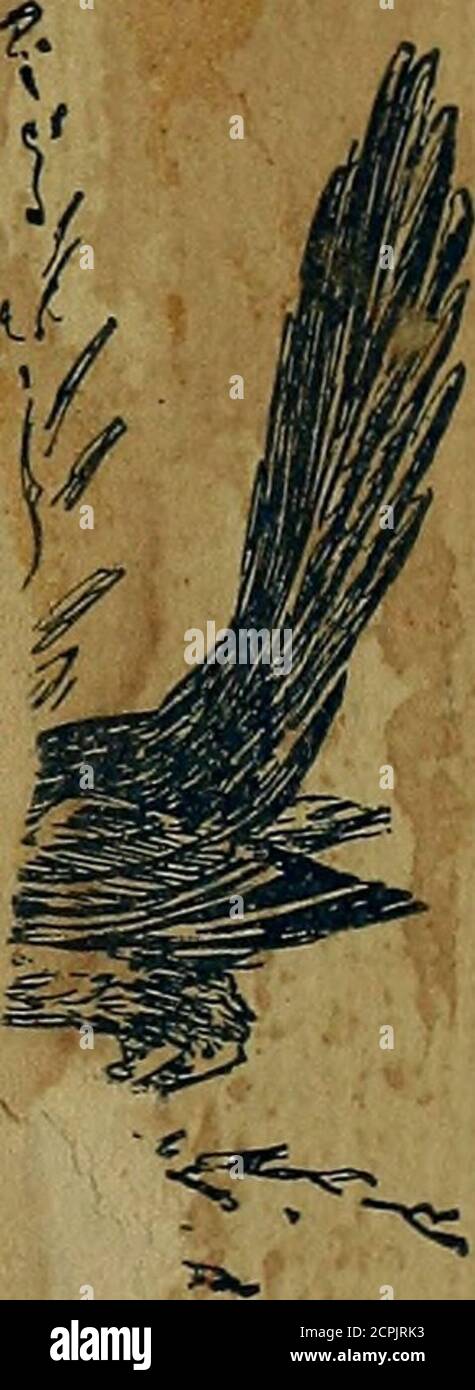 Baltimore oriole, bird, nest, hi-res stock photography and images - Alamy