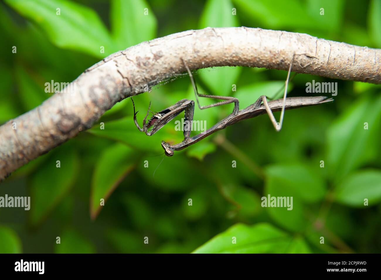 Chinese mantis (Tenodera sinensis) - Praying Mantis on branch. Green ...