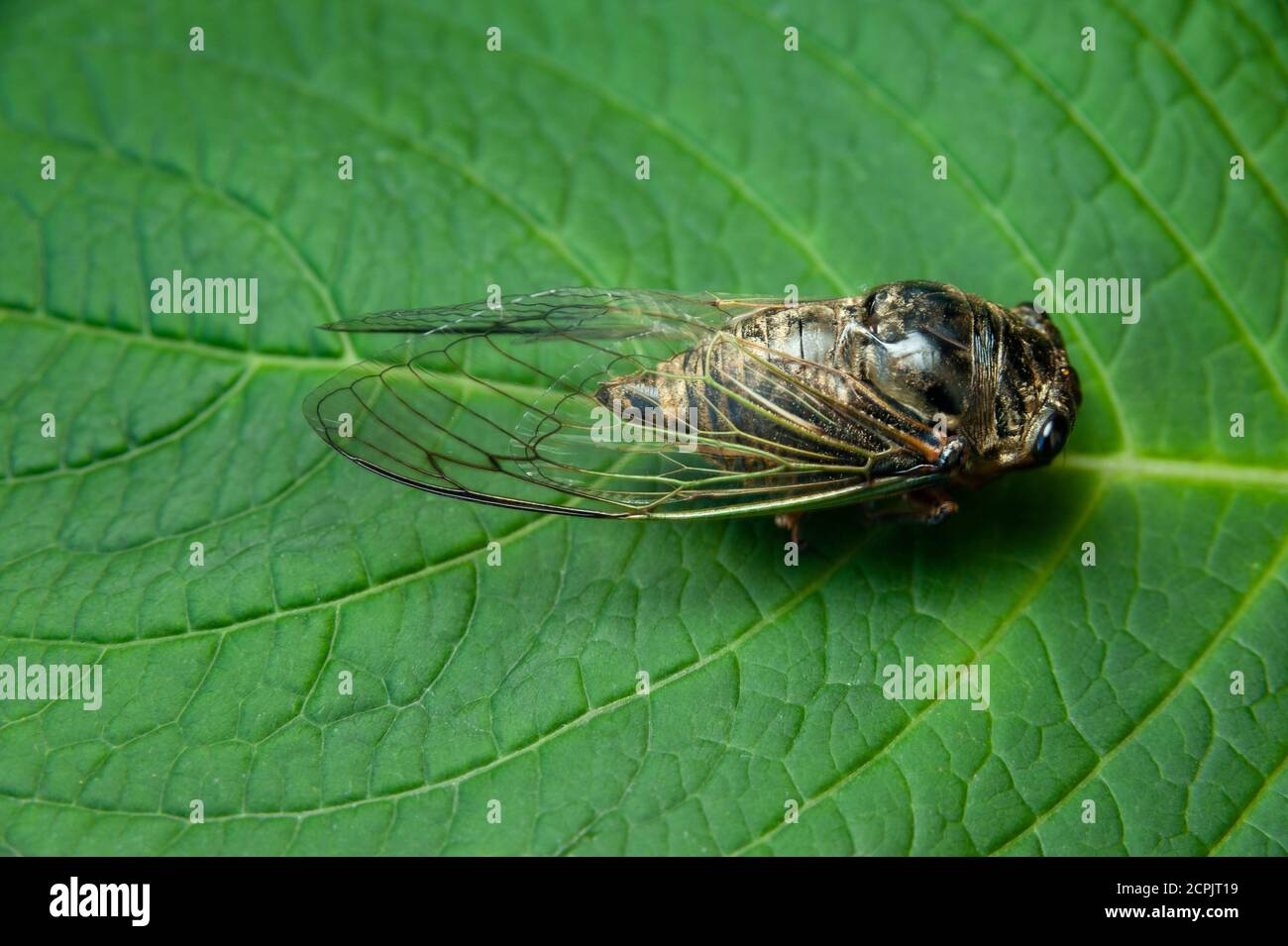 Japanese cicada on green leaf - Graptopsaltria nigrofuscata, the large ...