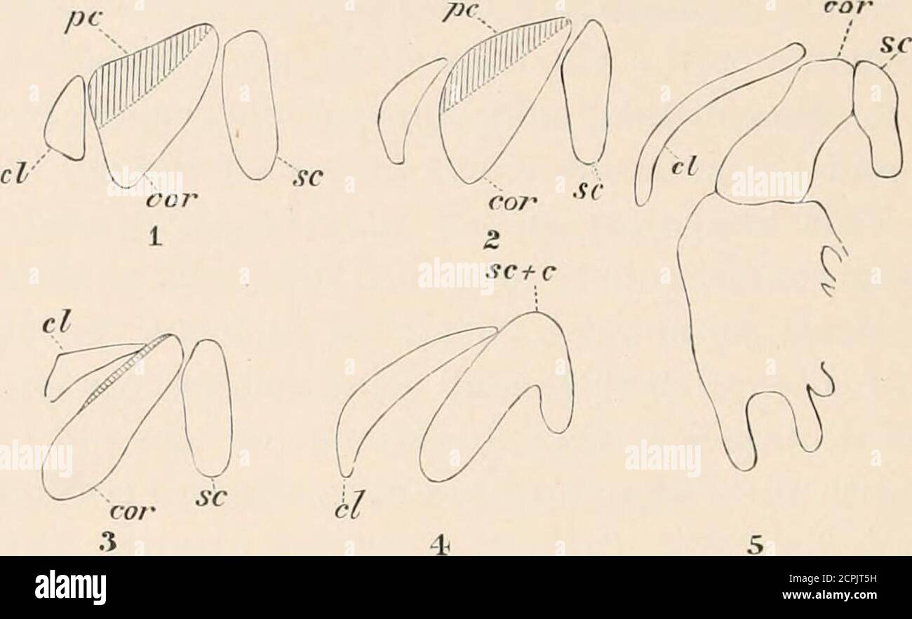 Ratite classification hi-res stock photography and images - Alamy
