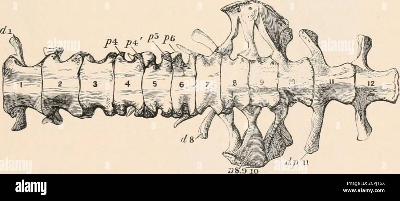 Carinate bird hi-res stock photography and images - Alamy