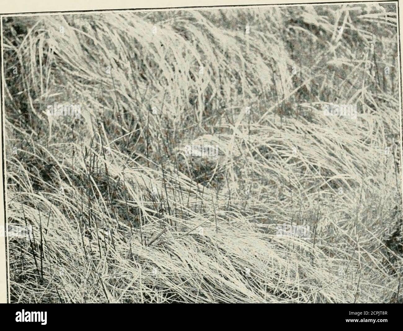 Red legged partridge eggs hi-res stock photography and images - Alamy