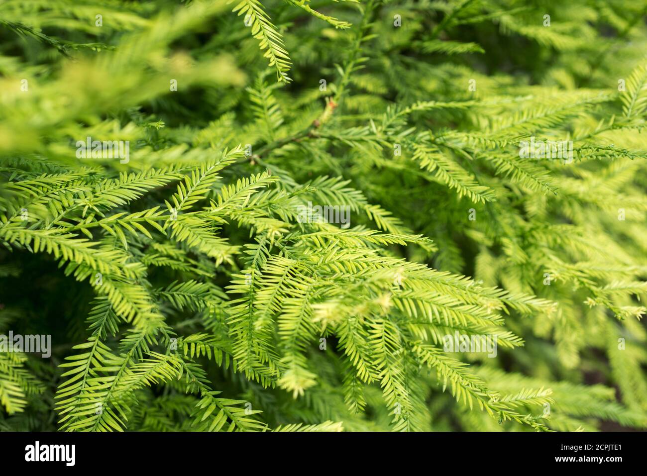 Tree branches Sequoia sempervirens Stock Photo - Alamy