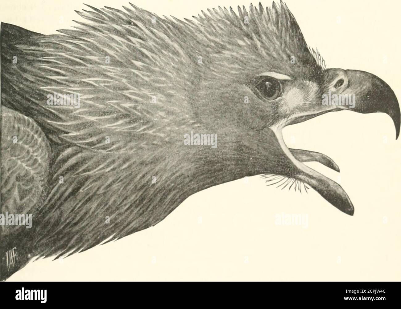 Bald eagles classification hi-res stock photography and images - Alamy