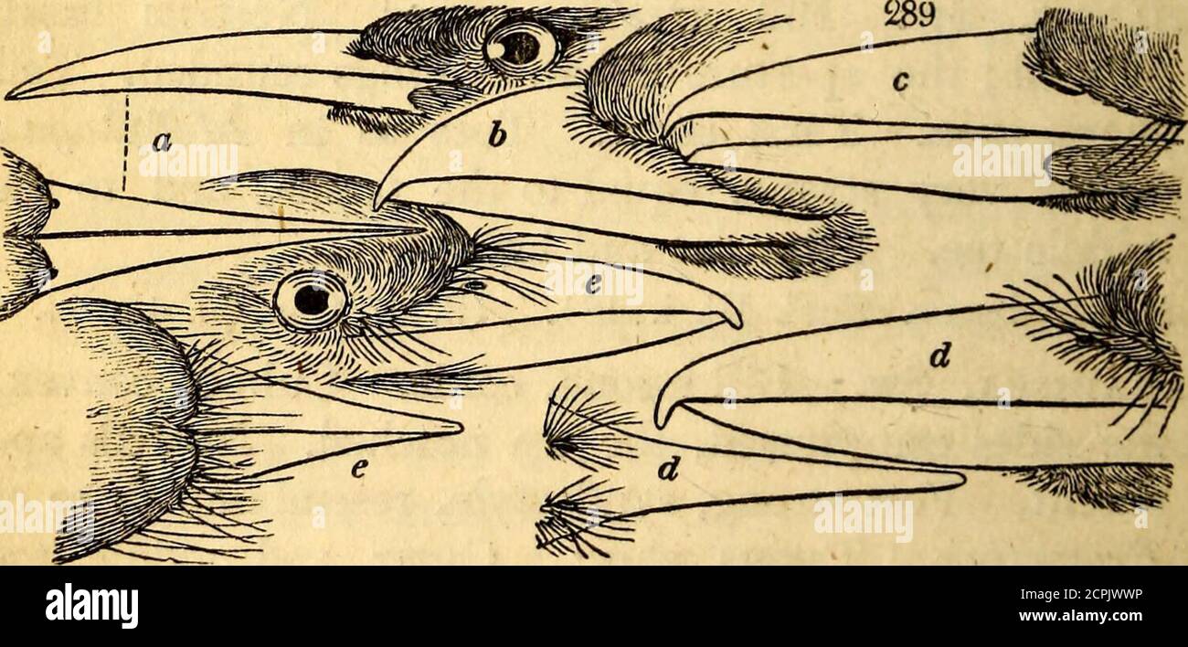 . On the natural history and classification of birds . ner toe very ...