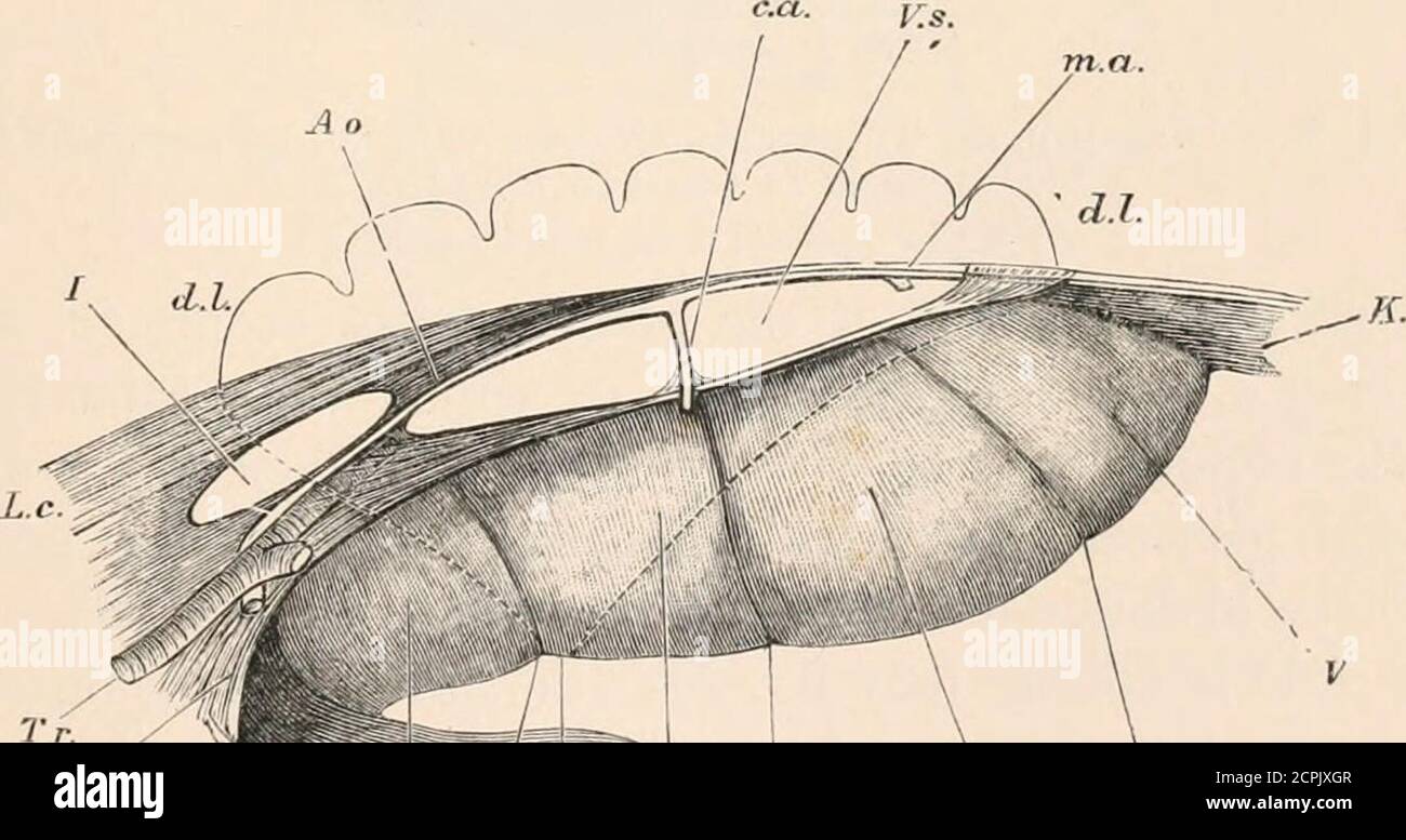 . The structure and classification of birds . -• jy V.I.I. M FIG. 23 ...