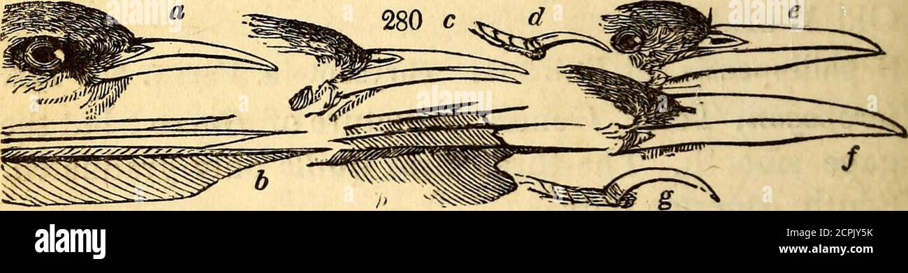 . On the natural history and classification of birds . enuirostral type ...