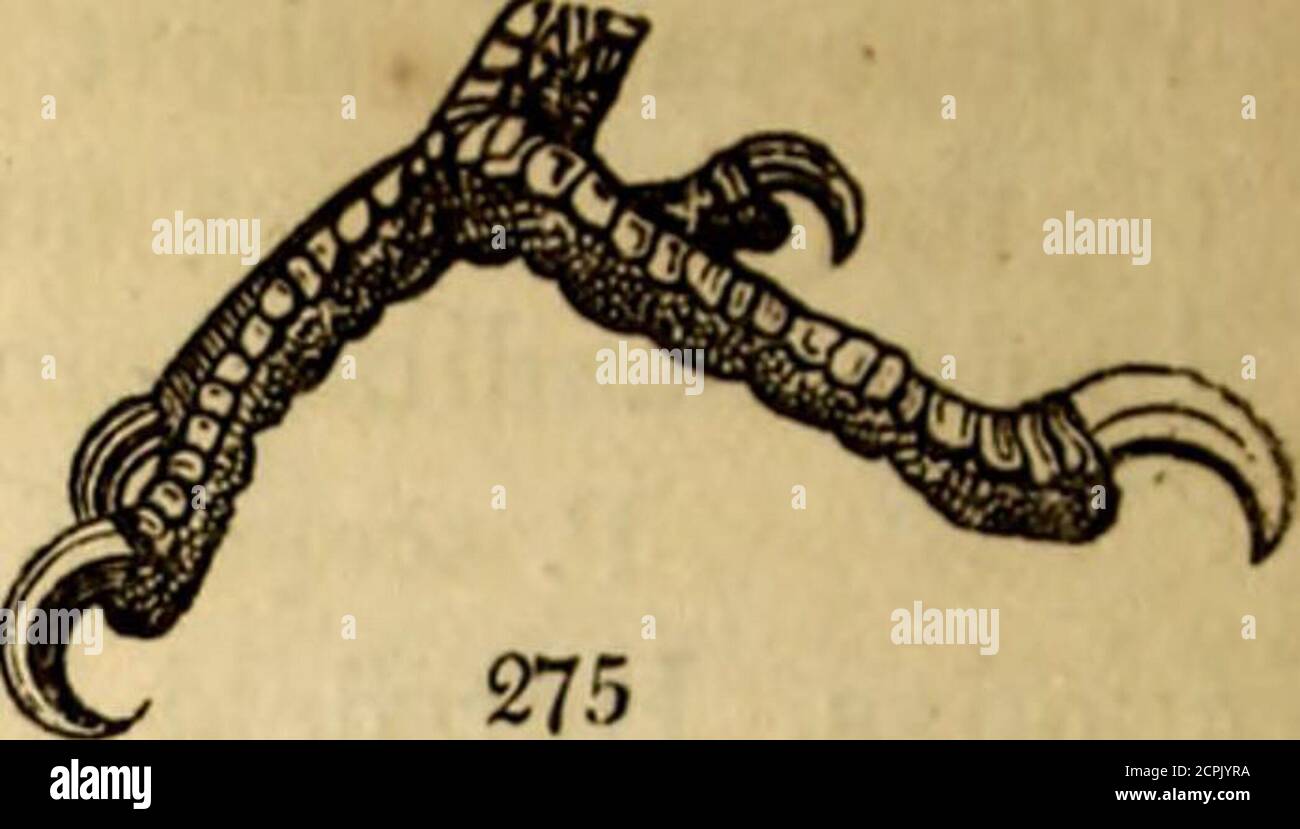 Long thin straight bill hi-res stock photography and images - Alamy