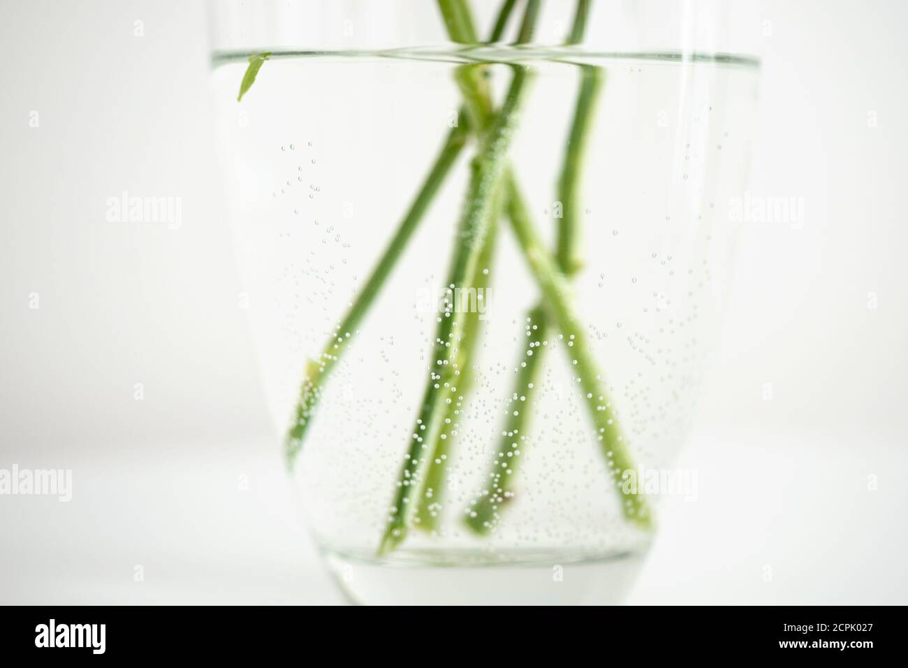 Stems of flowers in a glass vase Stock Photo - Alamy