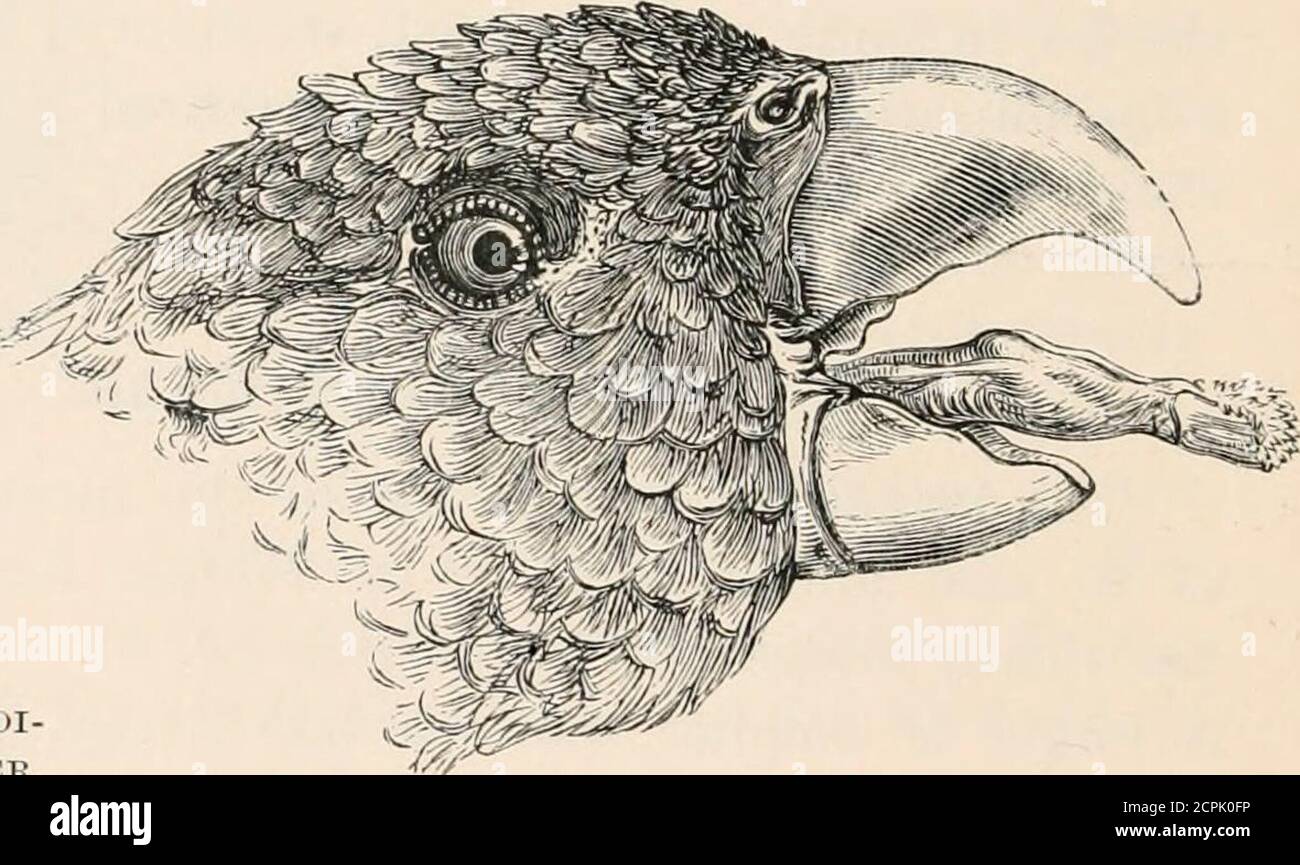 Birds With Teeth Band