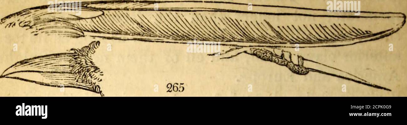 Long slightly curved claws hi-res stock photography and images - Alamy