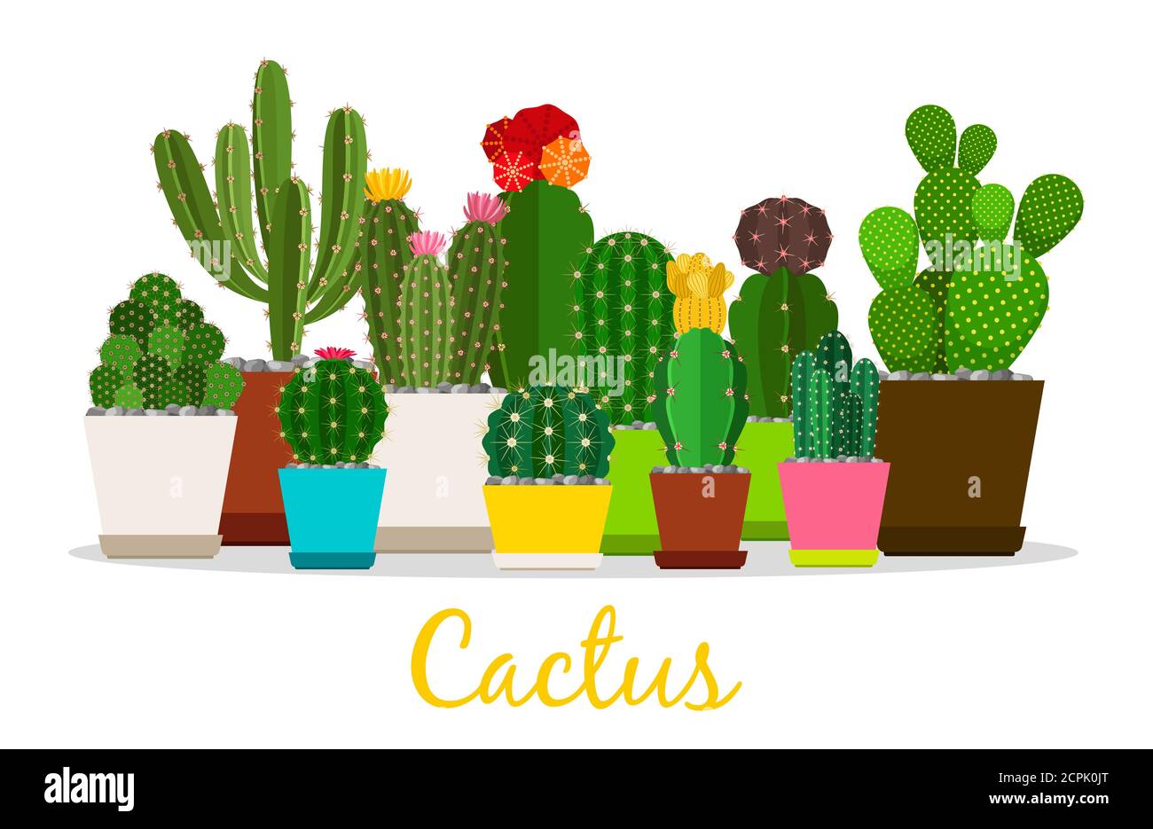 Cactus, succulents in pots vector illustration. Succulent cactus in pot ...