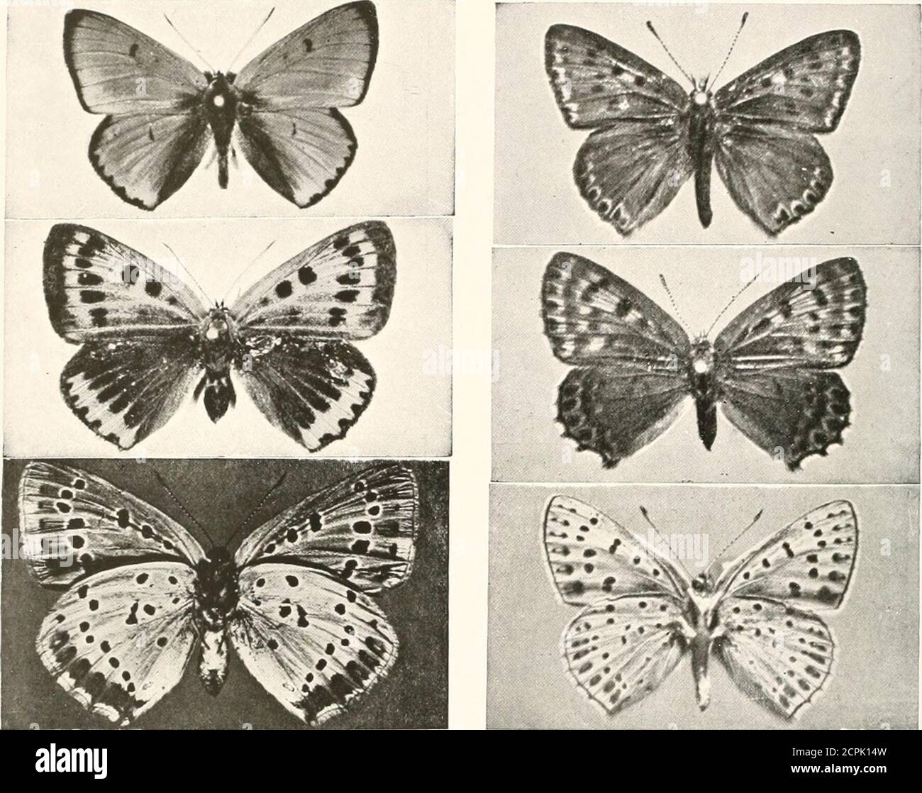 Female butterfly forms hi-res stock photography and images - Alamy