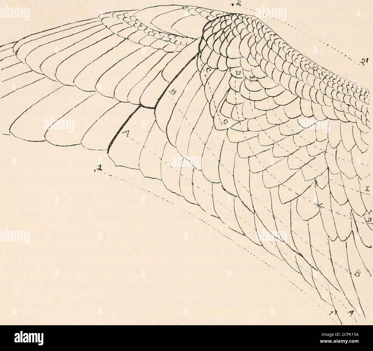 Ventral wing surface hi-res stock photography and images - Alamy
