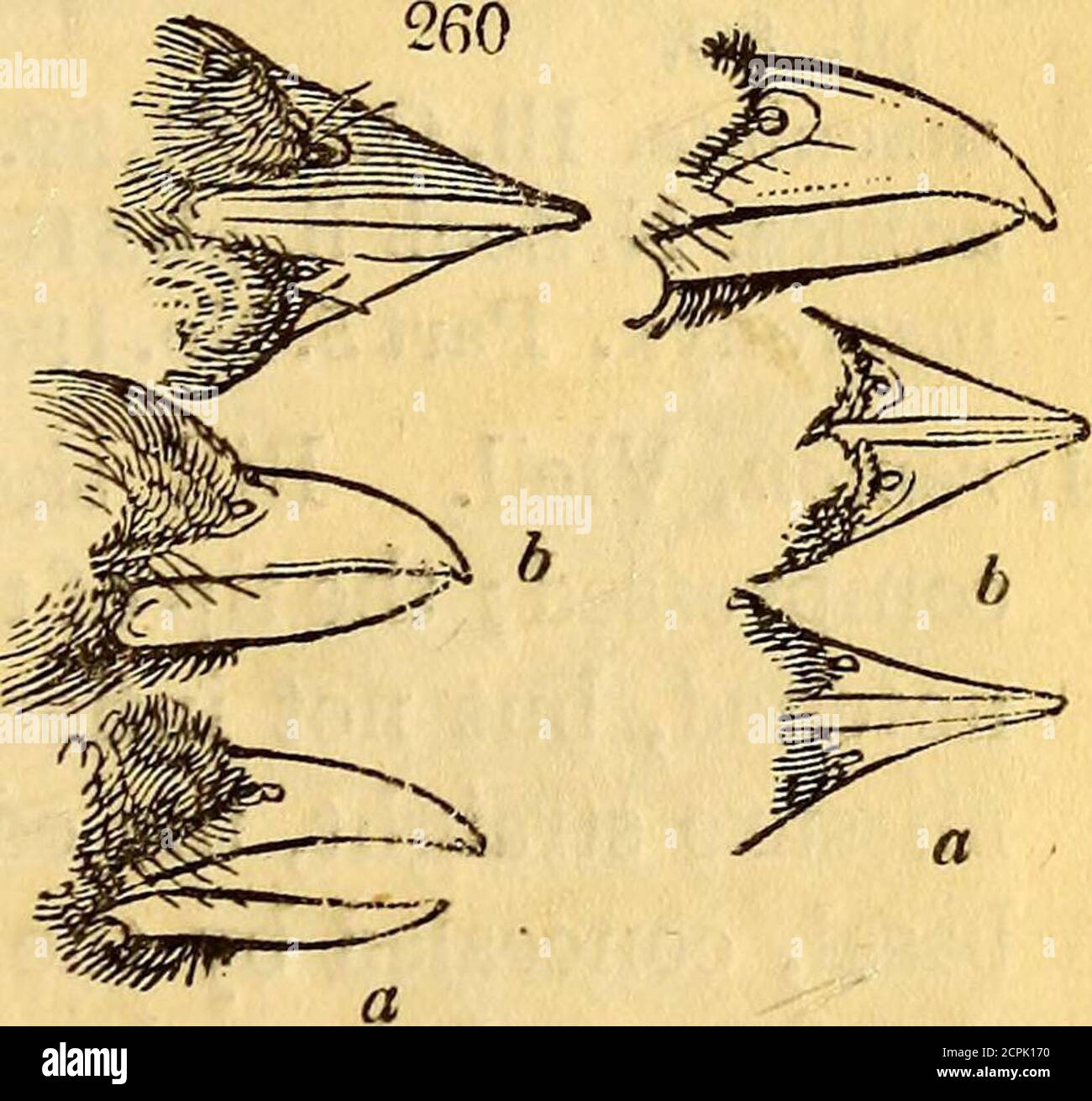 Triangular tip hi-res stock photography and images - Alamy