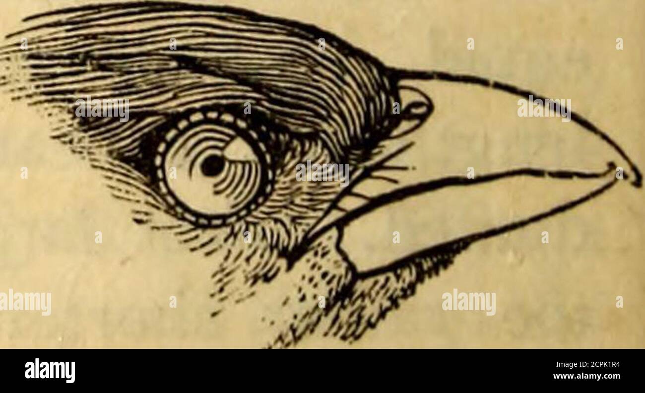 . On the natural history and classification of birds . swollen on the ...