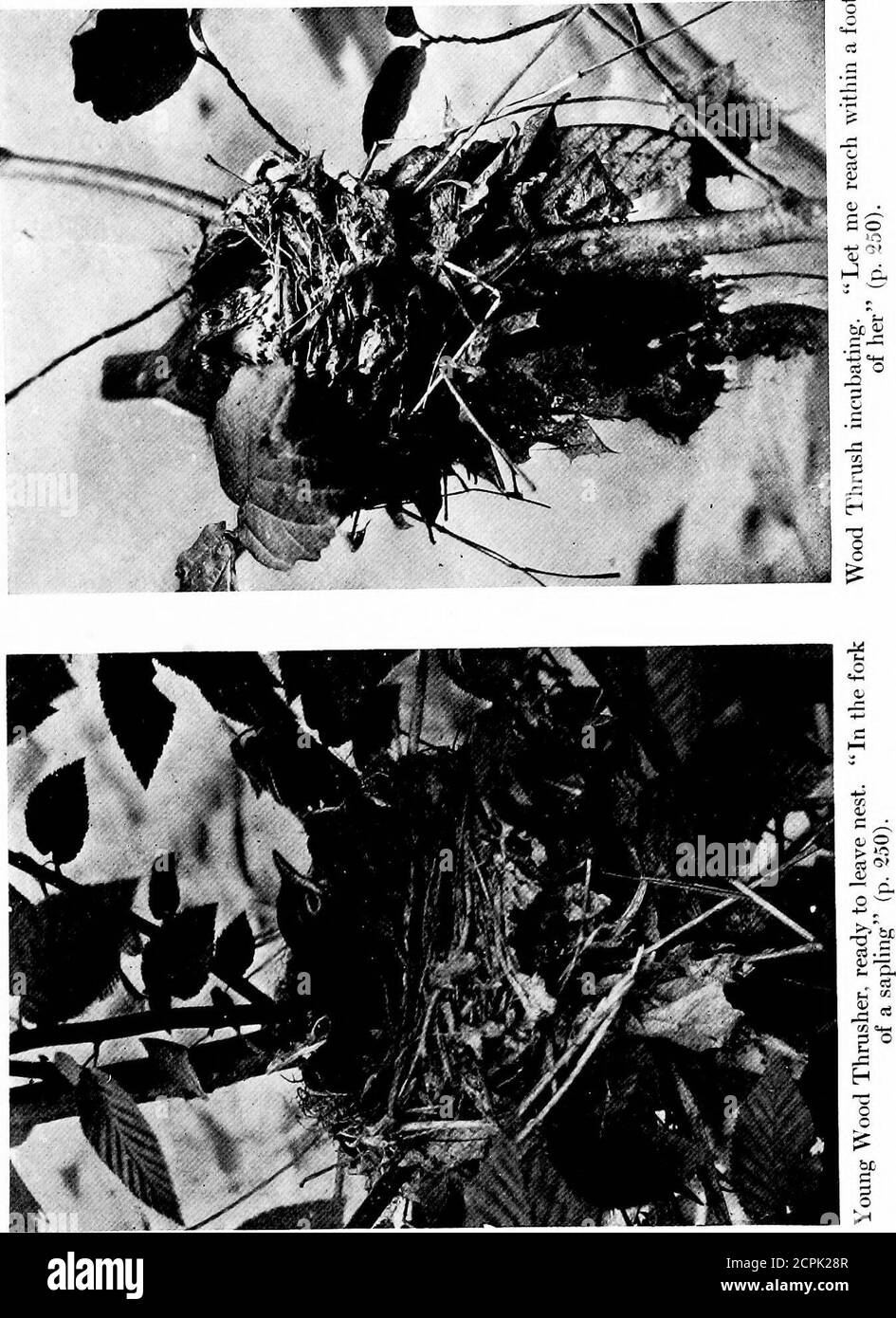 Flushing birds Cut Out Stock Images & Pictures - Alamy