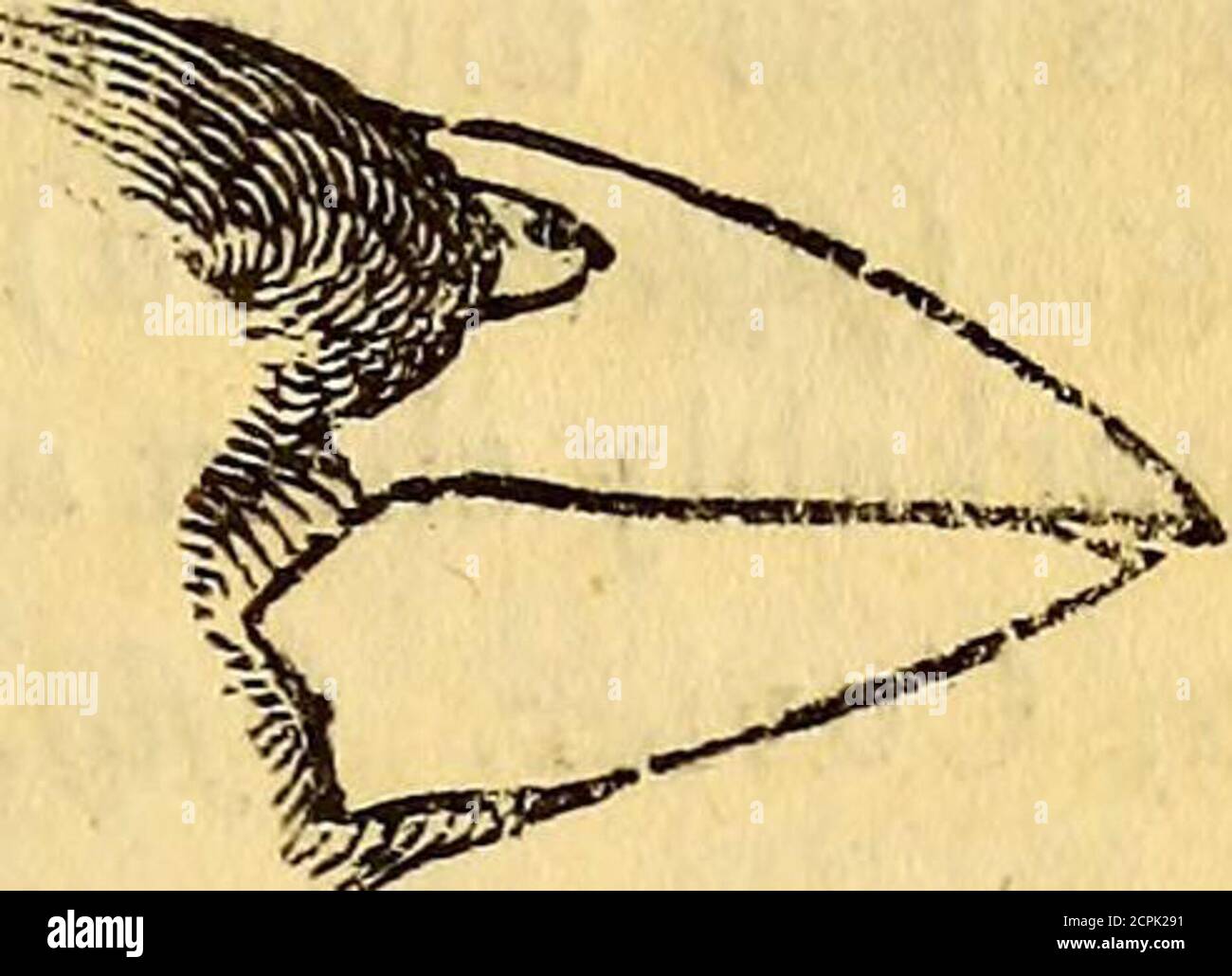 . On the natural history and classification of birds . perfectly conic ...