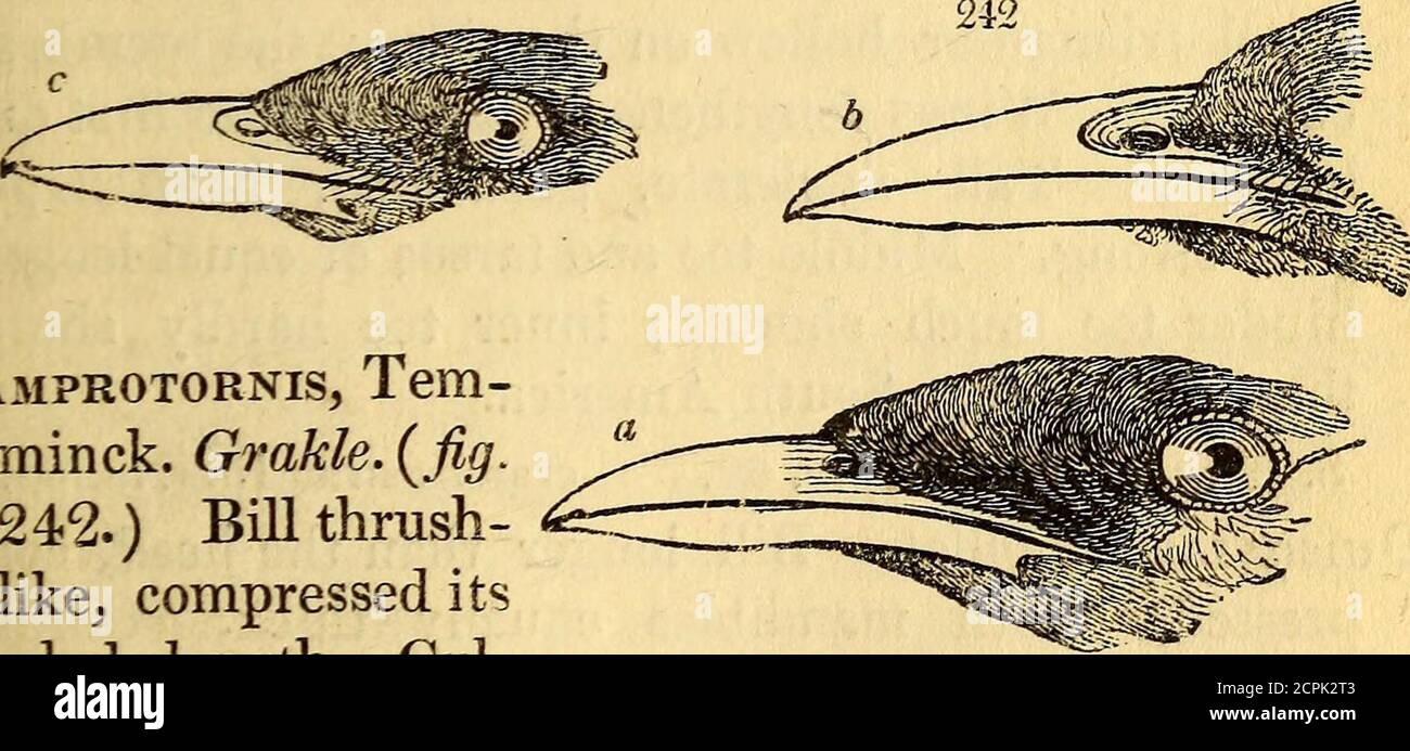 Classification Of Birds