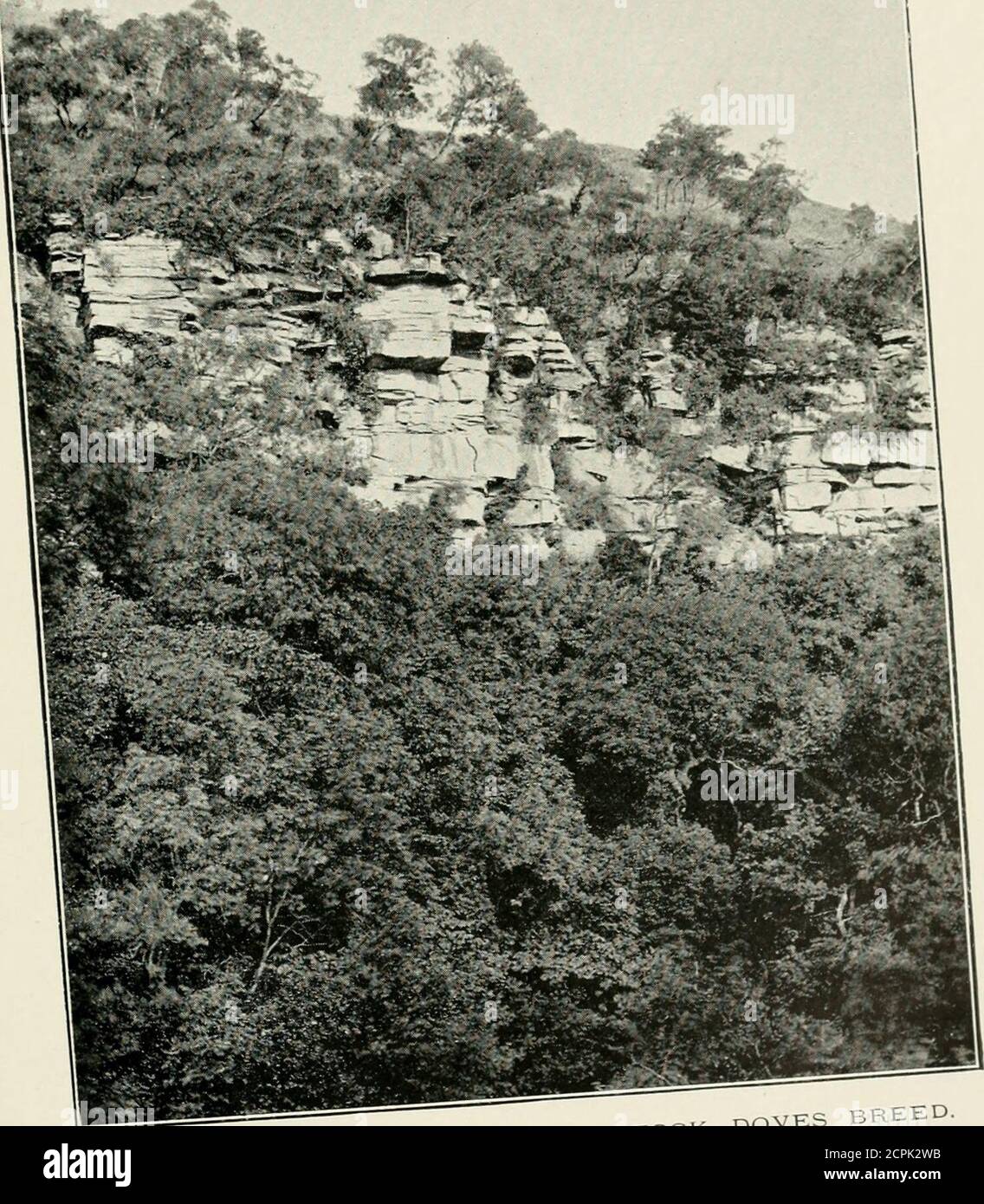 Two crossed quills hi-res stock photography and images - Alamy