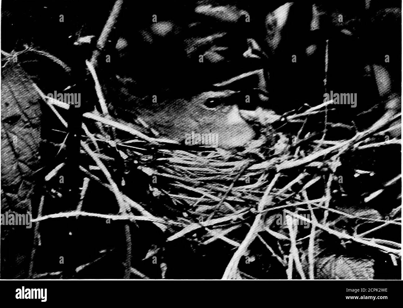 Birds sat on nest Black and White Stock Photos & Images - Alamy