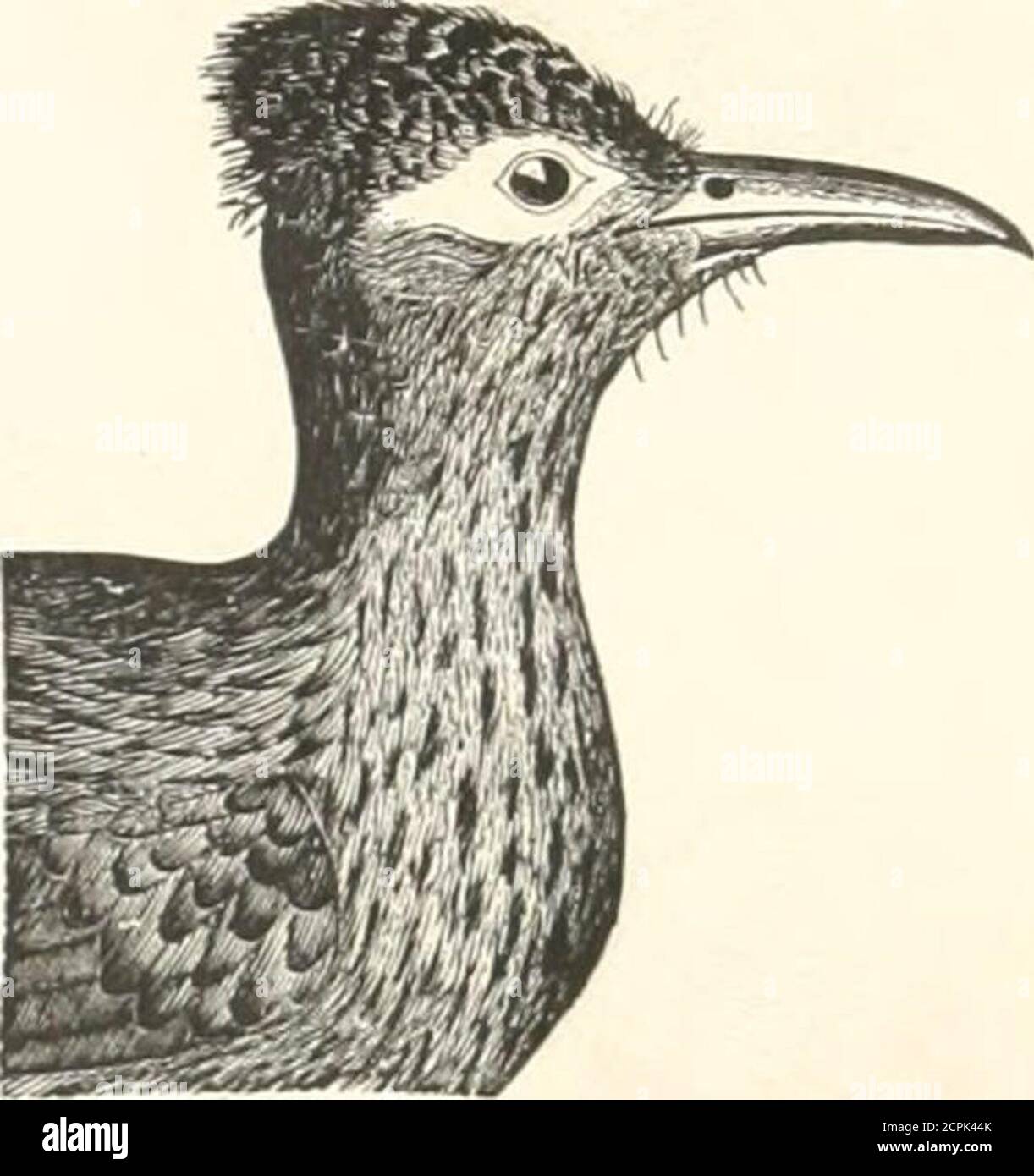 . Key to North American birds. Containing a concise account of every ...