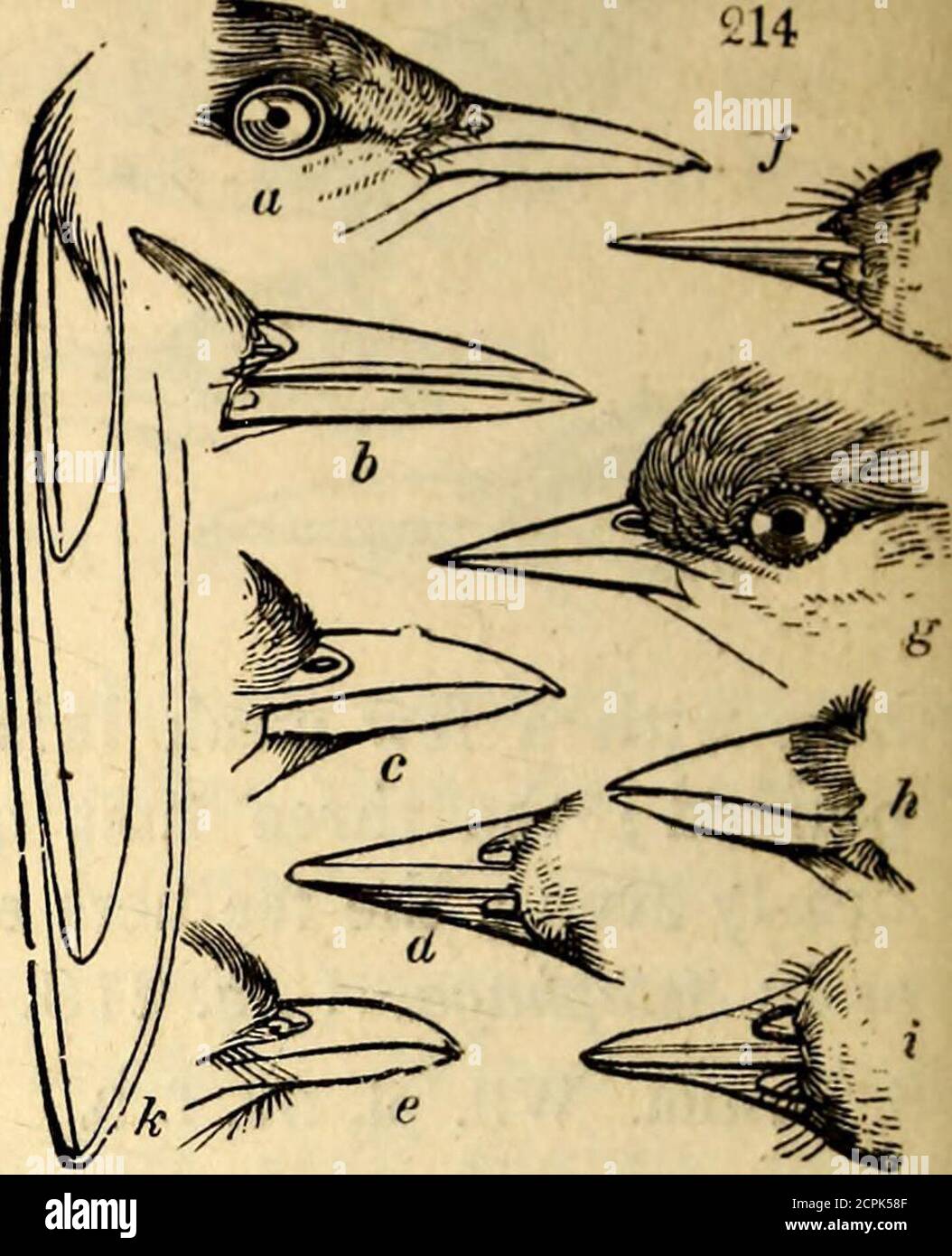 . On the natural history and classification of birds . ather lengthened ...