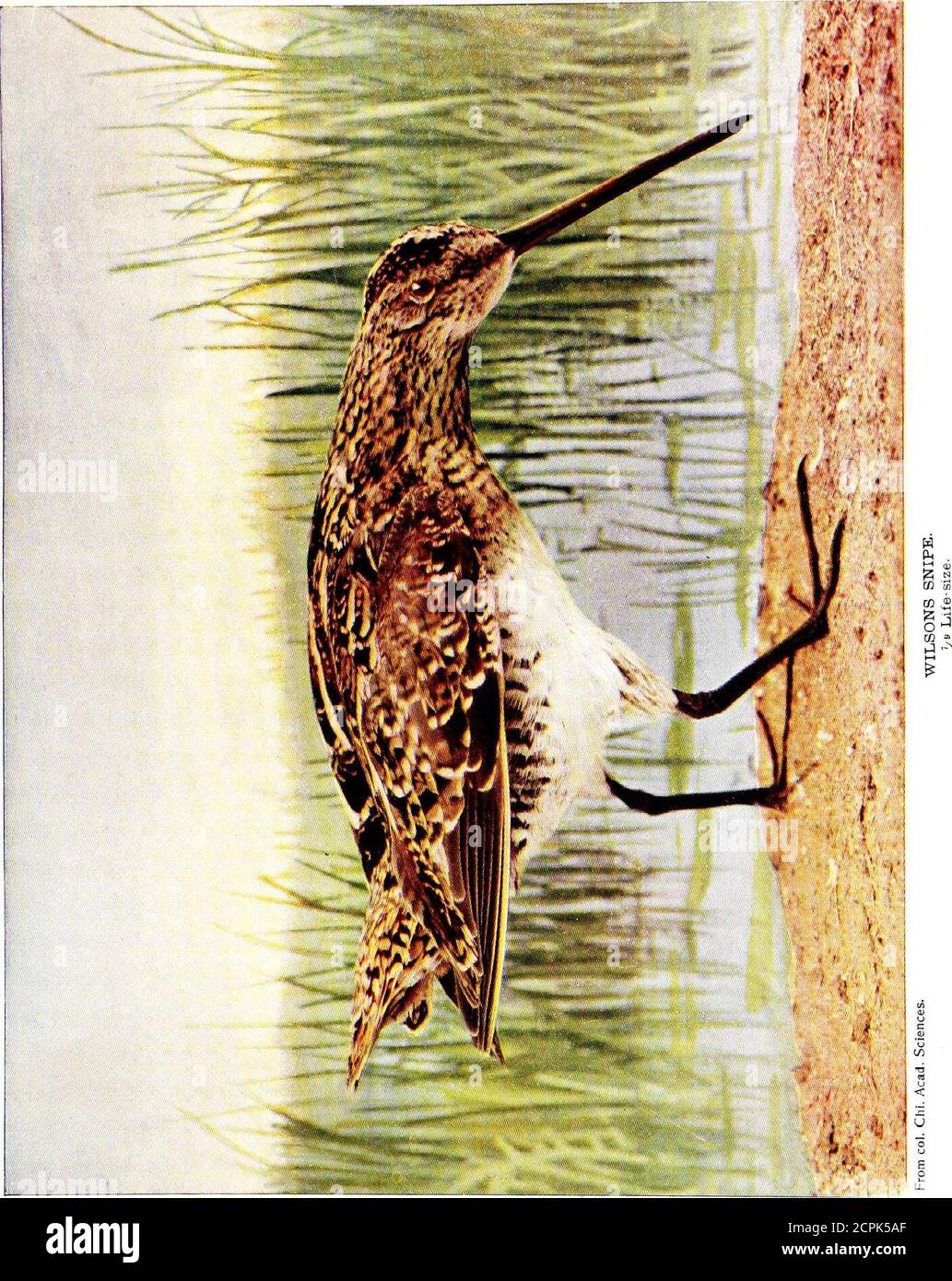 Gray snipe hi-res stock photography and images - Alamy