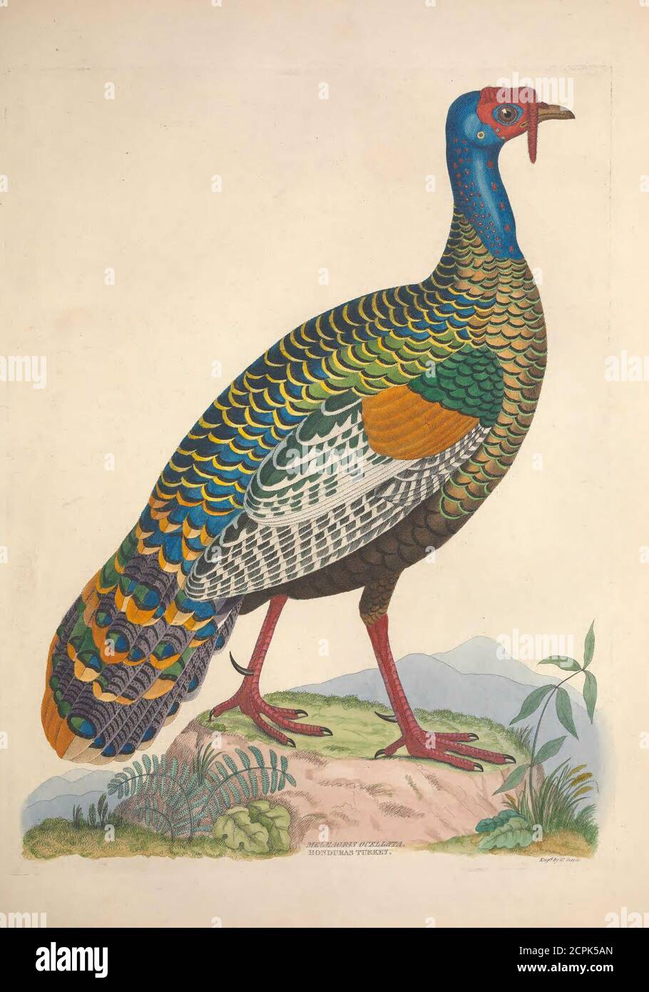 Alexander wilson hi-res stock photography and images - Alamy