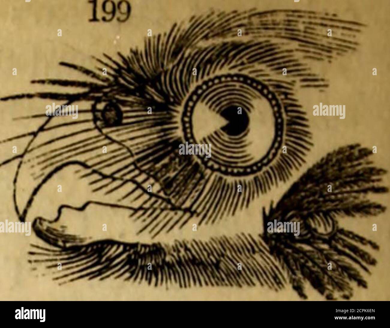 Long ears tribe hi-res stock photography and images - Alamy