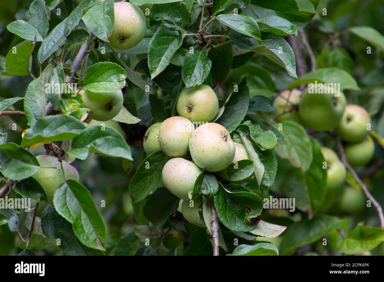 close up of green apples in a apple tree Stock Photo - Alamy