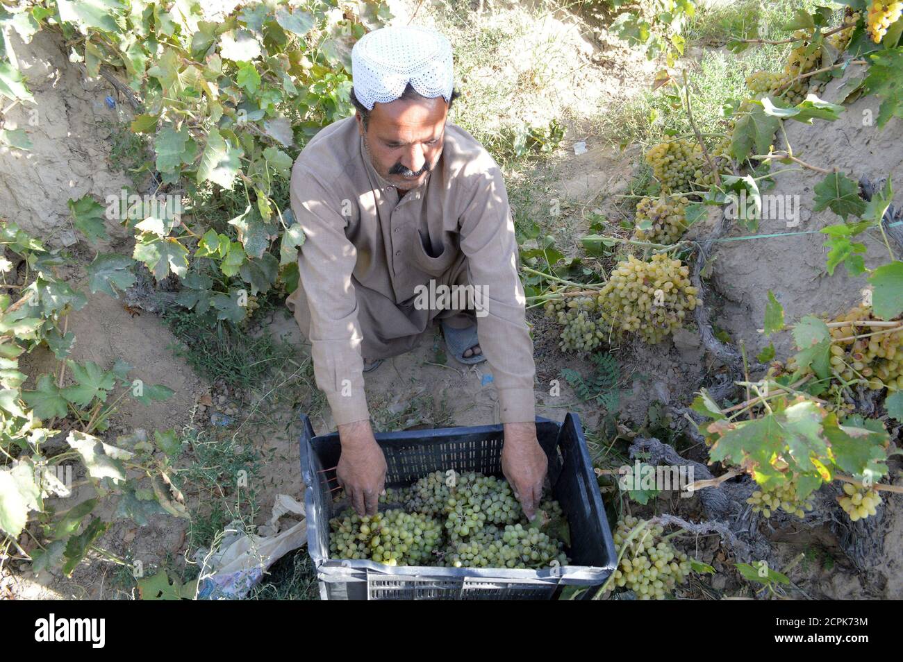 Quetta. 19th Sep, 2020. A man harvests grapes at a vineyard on the ...