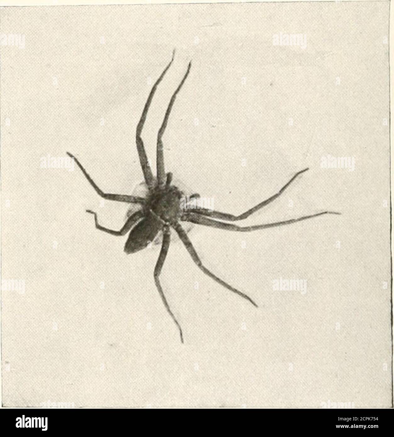 Spiders catching insects hi-res stock photography and images - Alamy