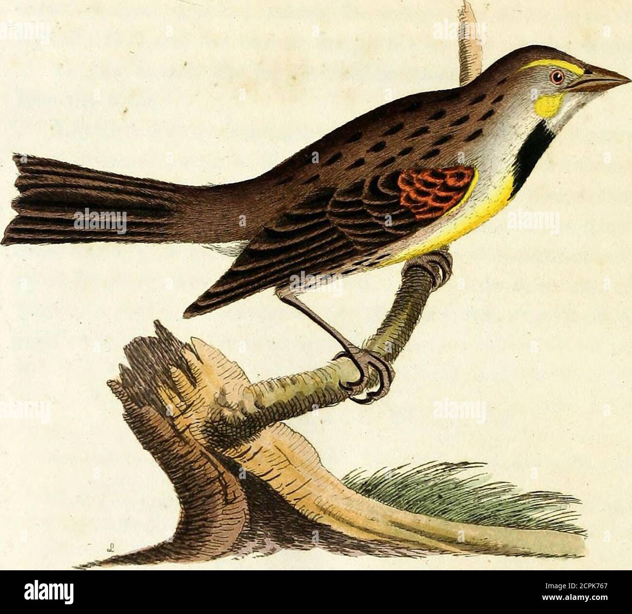 Ber in niger hi-res stock photography and images - Alamy