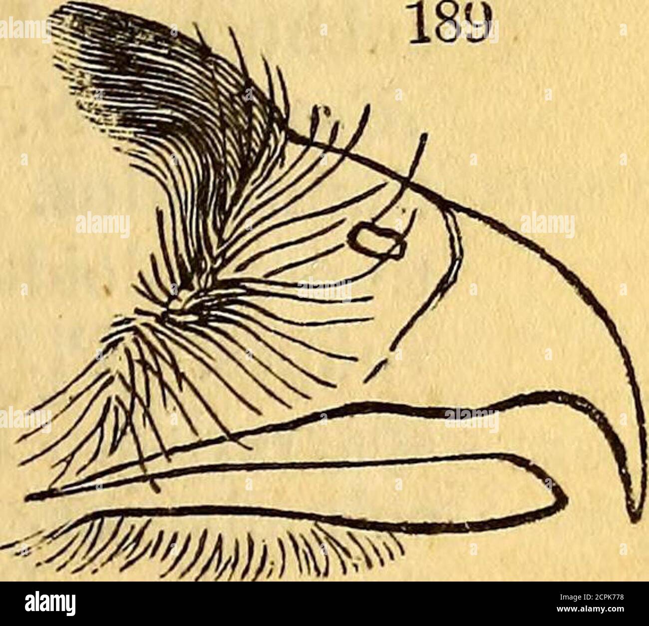 Long recurved bill hi-res stock photography and images - Alamy