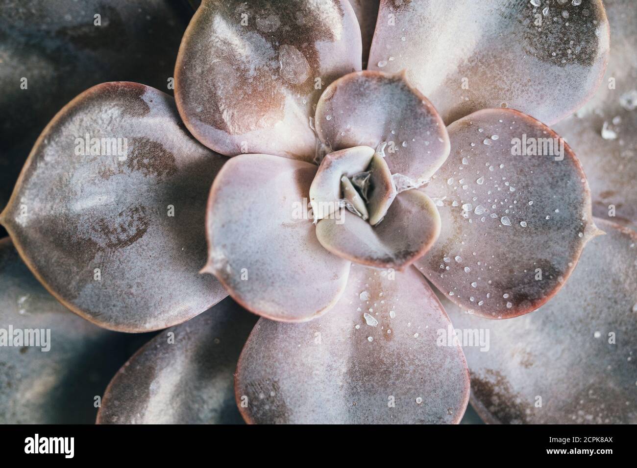 Thick leaves succulents hi-res stock photography and images - Alamy