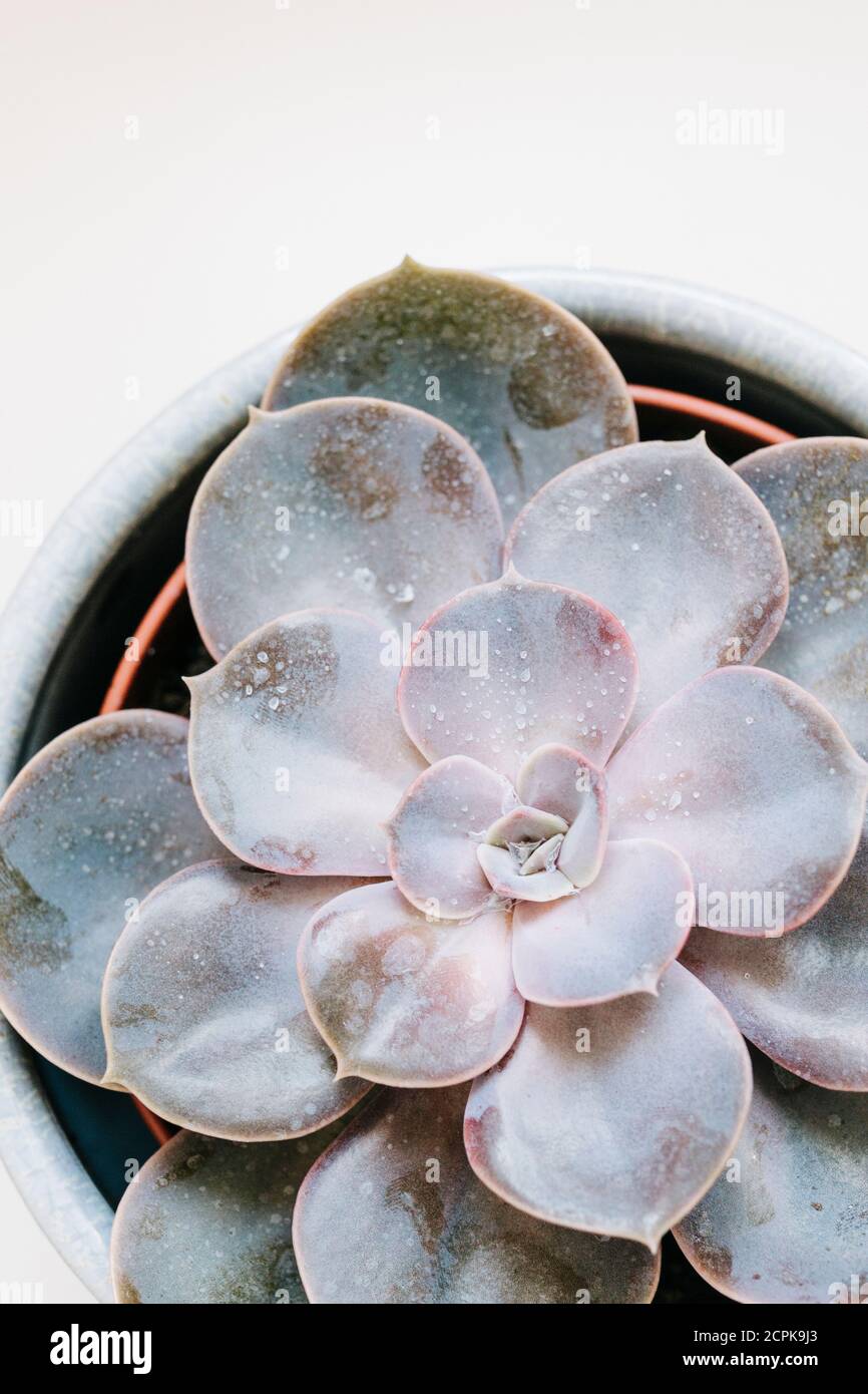 Thick leaves succulents hi-res stock photography and images - Alamy