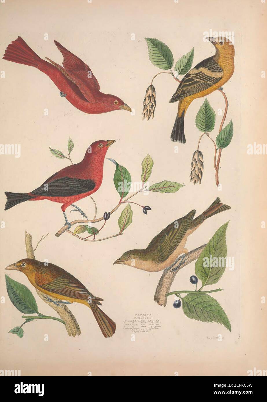 Alexander Wilson American Ornithology High Resolution Stock Photography ...
