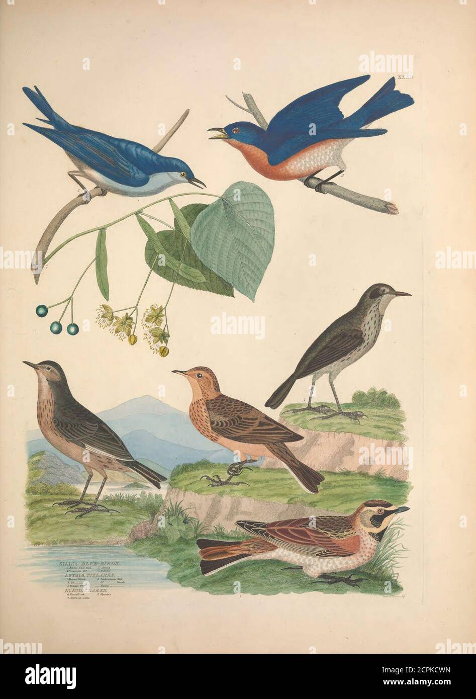 . Illustrations of the American ornithology of Alexander Wilson and ...